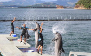 dolphintales - Ocean Adventure Subic Bay