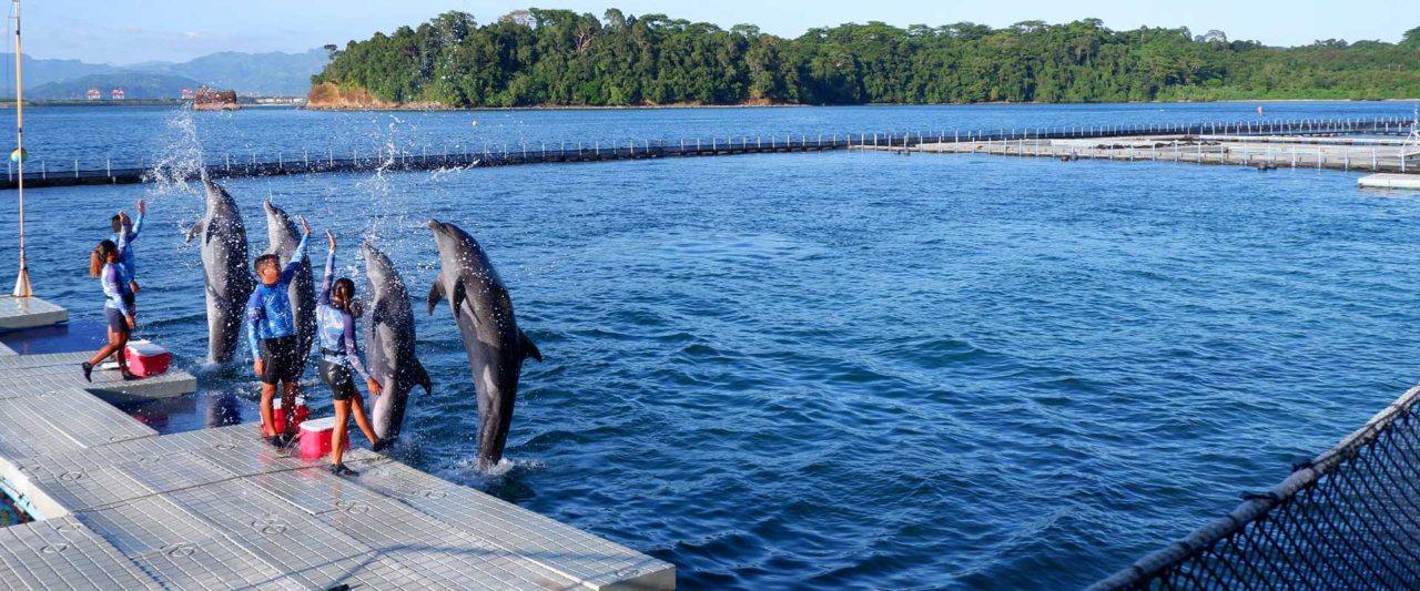 Animal Encounter Day Tour Packages - Ocean Adventure Subic Bay