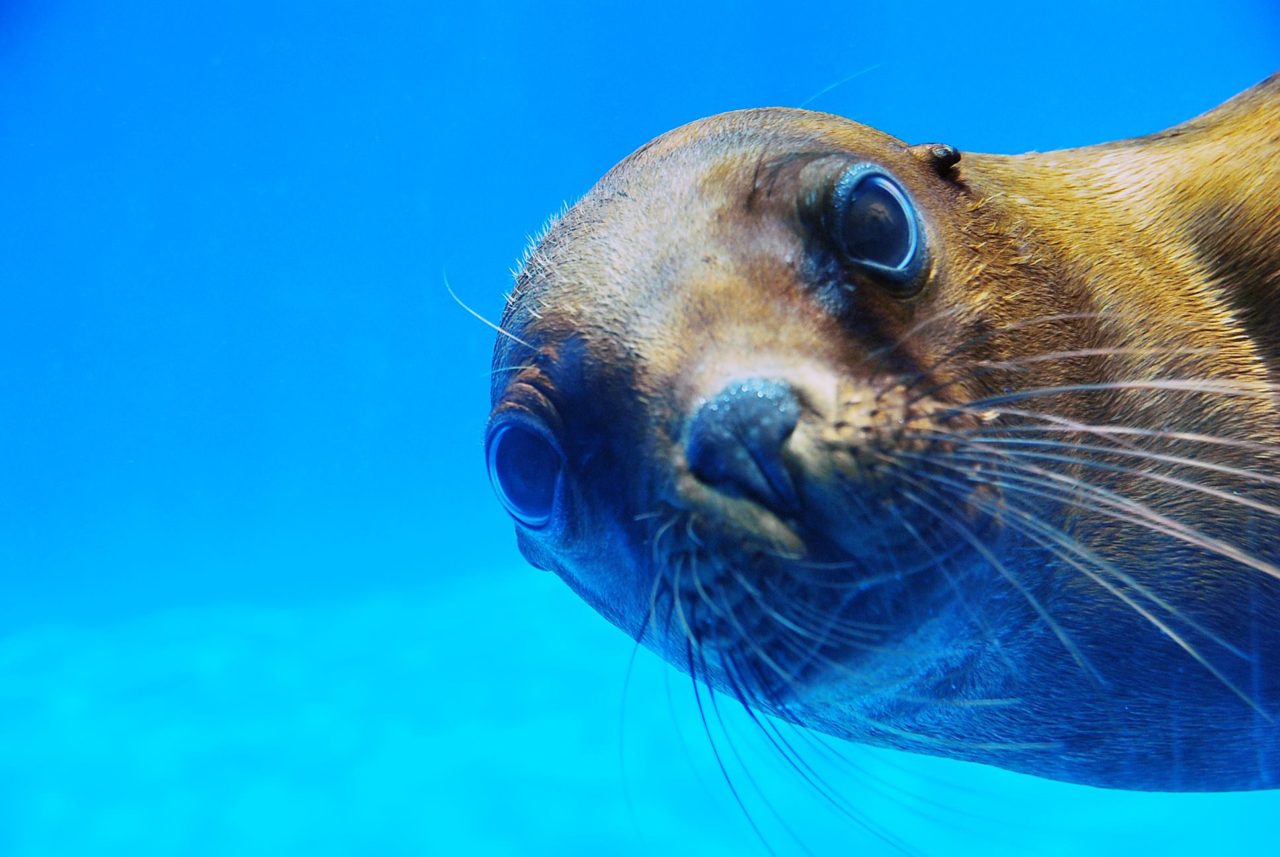 Sea Lion Marine Patrol - Ocean Adventure Subic Bay